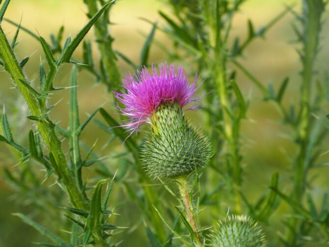Magical Properties of Thistle - Alainn Tarot